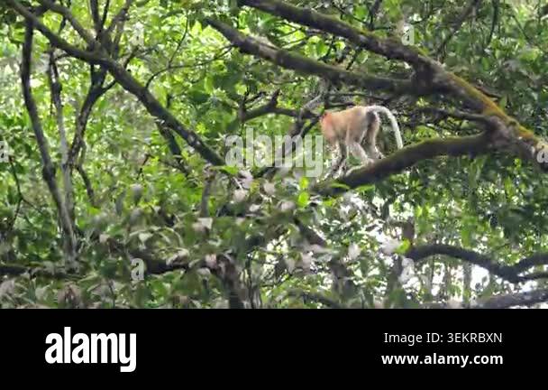 proboscis monkey moving on the tree. selective focus Stock Video ...