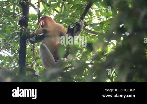 an alpha male proboscis monkey in the wild, sitting and eating at ...