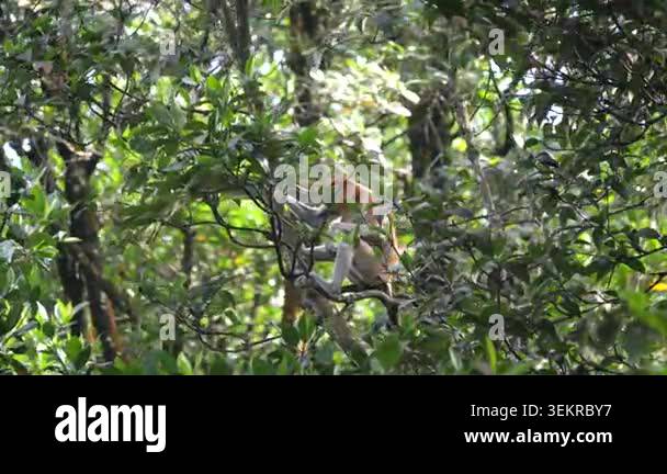 Selective focus proboscis monkey in the wild, sitting on tree, at ...