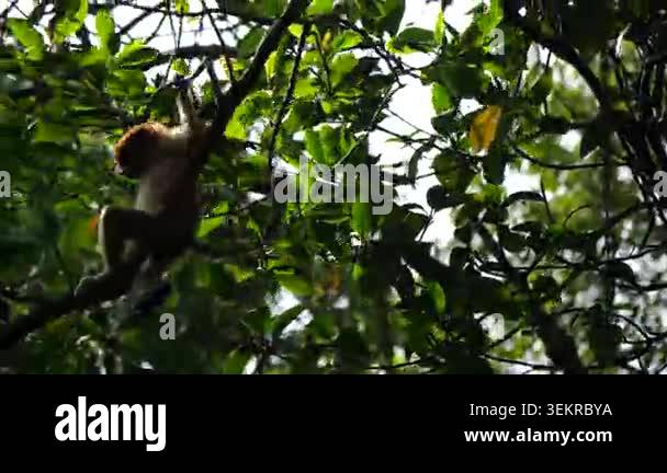 proboscis monkey moving on the tree. selective focus Stock Video ...