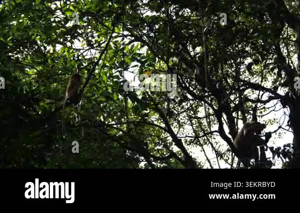 Female proboscis monkey in the wild, sitting on tree, eating and ...