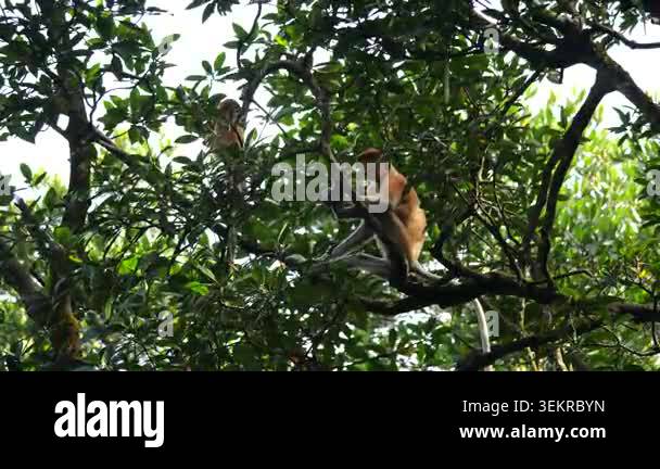 Baby Proboscis Monkey playing. The proboscis monkey (Nasalis larvatus ...