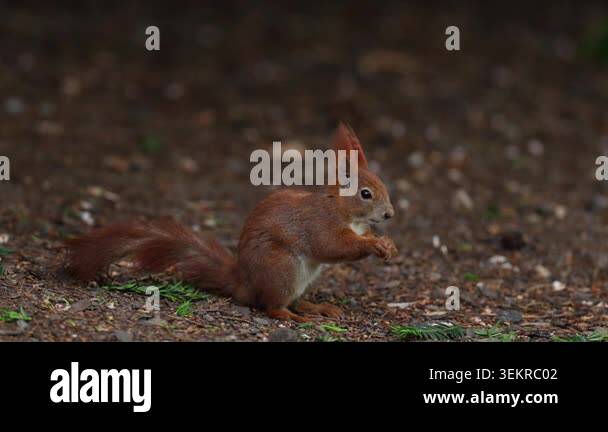 Eurasian Red Squirrel Foraging for Food on the Ground in a Public Park ...