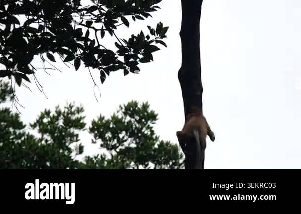 proboscis monkey moving on the tree. selective focus Stock Video ...