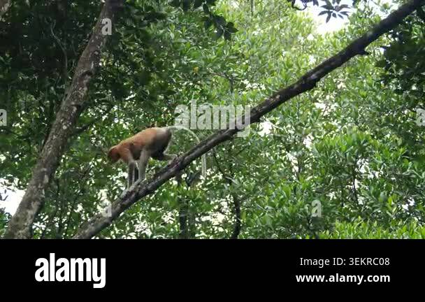 proboscis monkey moving on the tree. selective focus Stock Video ...