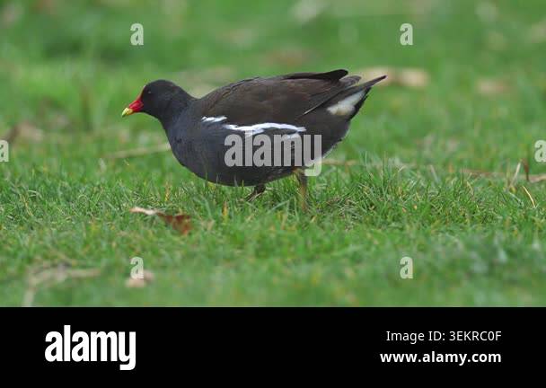 Common Moorhen Foraging for Food on a Green Park Lawn Stock Video ...