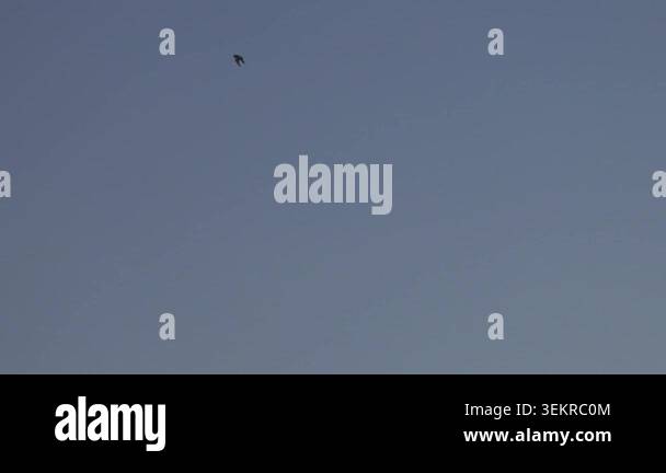 Real Footage of a Bat Flying Across the Evening Sky at Twilight Stock ...
