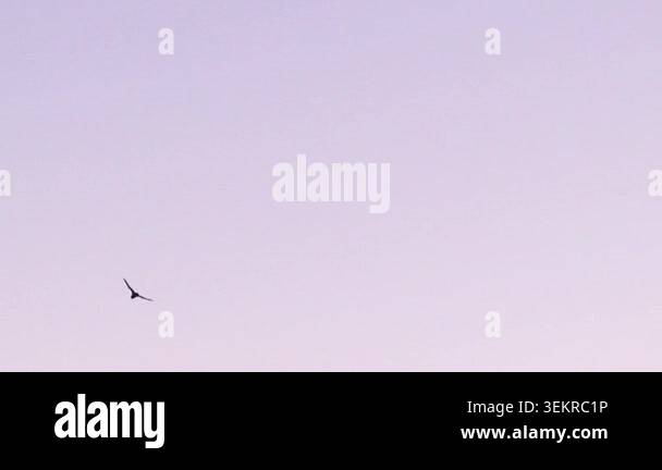 Real Footage of a Bat Flying Across the Evening Sky at Twilight Stock ...