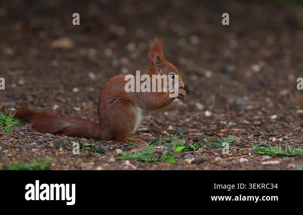 Eurasian Red Squirrel Foraging for Food on the Ground in a Public Park ...