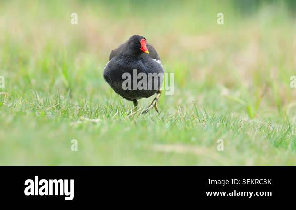 Common Moorhen Foraging for Food on a Green Park Lawn Stock Video ...