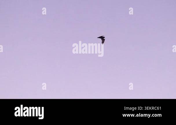 Real Footage of a Bat Flying Across the Evening Sky at Twilight Stock ...