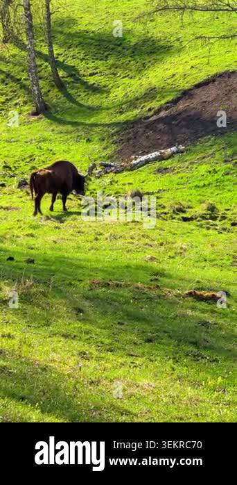 Bison grazing on pasture in Altai Republic Russia on farm territory ...