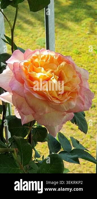 Peach pink rose macro close up bloom, slowly moving in the balcony ...