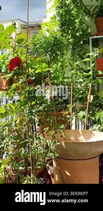 Solar fountain on the balcony with green plants and blooming flowers ...