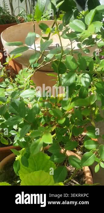 Solar fountain on the balcony with green plants and blooming flowers ...