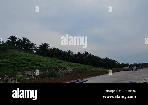 Overcast sky looms above green embankment. Palm trees line the hillside ...