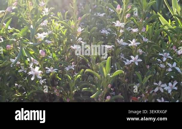 A gentle, close-up panning footage of a lush green bush covered in ...