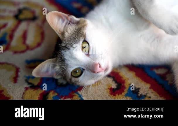 Head portrait of a cute stray cat with long whiskers and an adorable ...