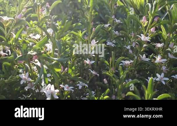 A gentle, close-up panning footage of a lush green bush covered in ...