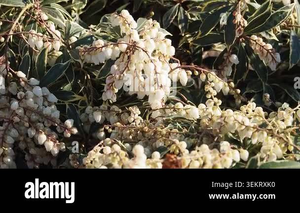 A detailed macro footage of a furry bumblebee busy gathering nectar and ...