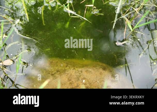 Detailed view of underwater wildlife in a swamp with green algae and ...