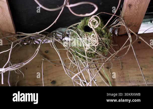 Eurasian Wren bird carefully constructing its nest using green moss and ...