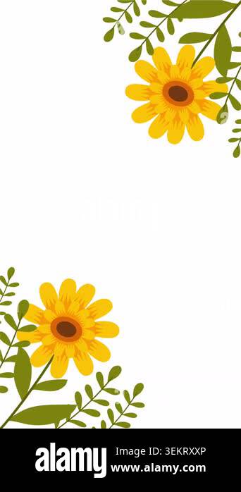 beautiful yellow sunflower blossoms framing blank white screen Stock ...