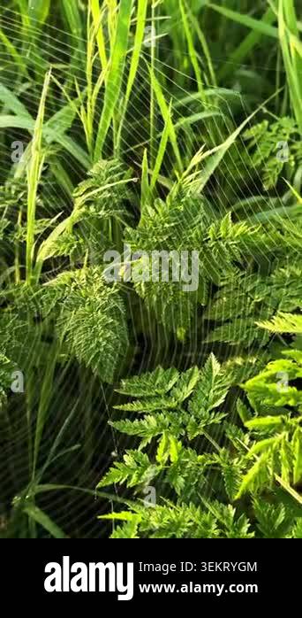 Spider web stretched across lush green grass in natural light. Delicate ...