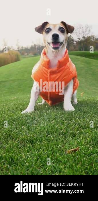 Happy, active dog in orange jacket jumps and smiles at the camera and ...