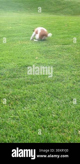 Dog fetching blue disk toy in nature. Running active Jack Russell ...