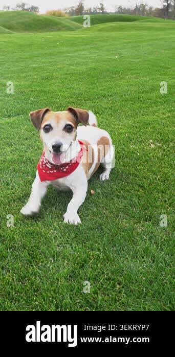dog dances in front of the camera, excitedly moving its paws ...