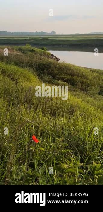 Vertical sunrise view of the Elbe River in Germany with lush grass and ...