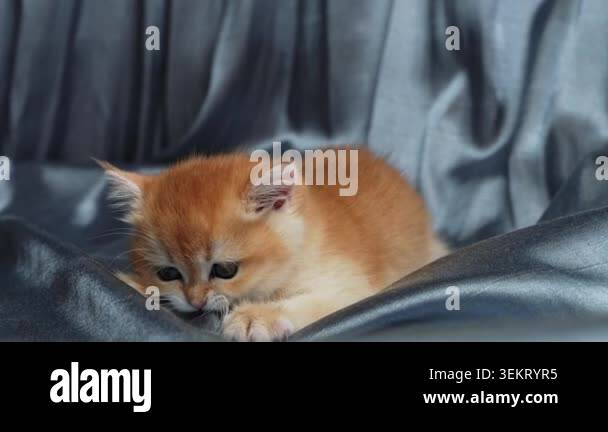 Cute one month old British golden chinchilla kitten playing at home in ...