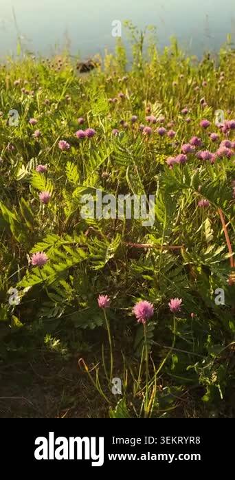 Blooming pink flowers framing the winding Elbe River in soft morning ...