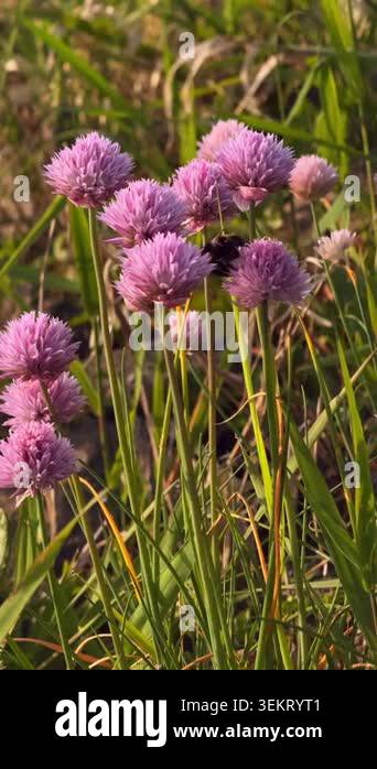 Vertical close up of bumblebee collecting nectar from blooming Allium ...