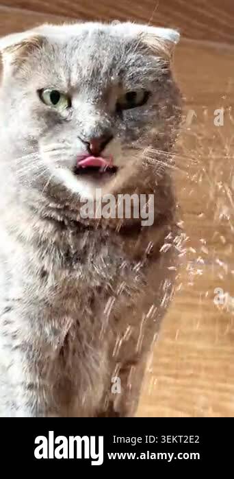 A gray cat sits comfortably near a window, intently observing the tiny ...