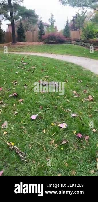 A squirrel is searching for food among colorful leaves in a tranquil ...