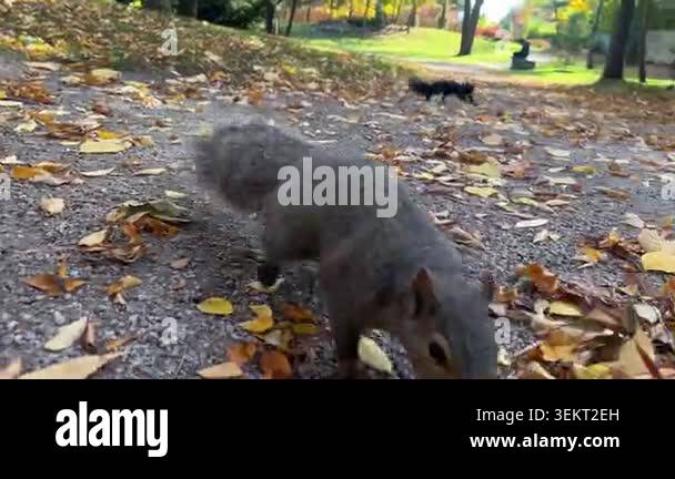 A squirrel approaches and eagerly takes food from a persons hand in a ...