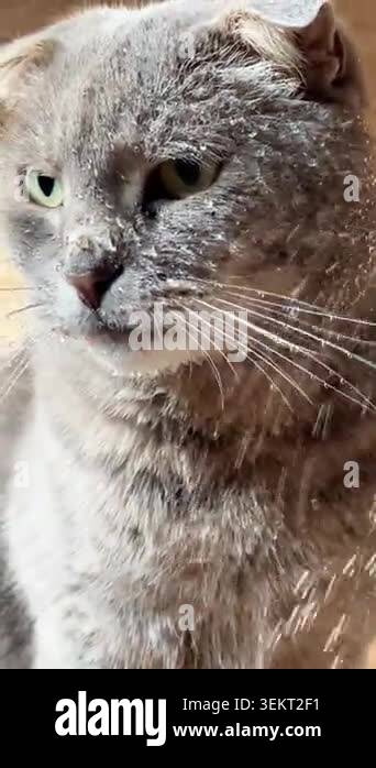 A fluffy gray cat curiously watches water droplets outside, enjoying ...