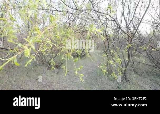 Wild willow tree with new twigs in the forest in April close up Stock ...