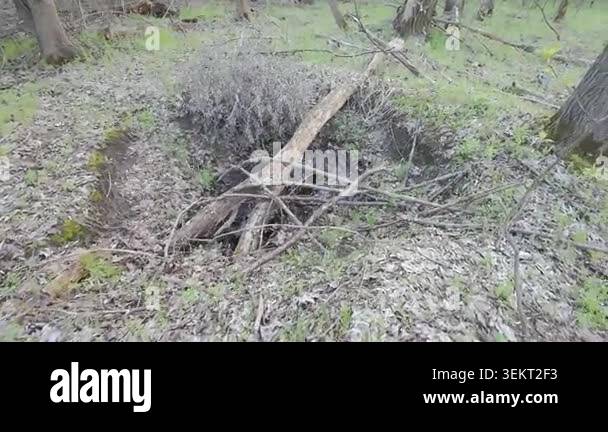 Small natural pond in spring forest with fallen tree inside Stock Video ...