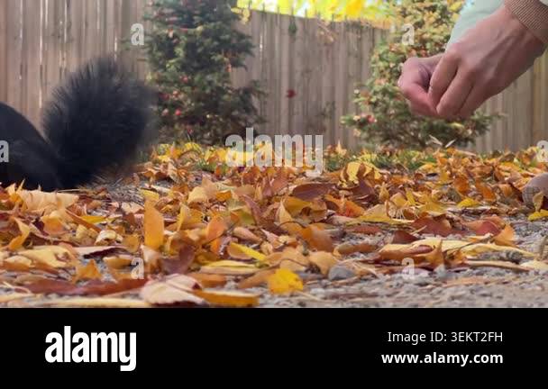 Hands gather vibrant fallen leaves while enjoying a warm day in a ...