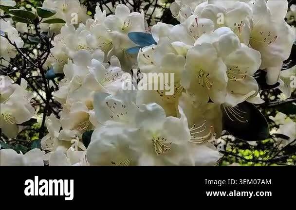 A detailed view of creamy white rhododendron blossoms with visible ...
