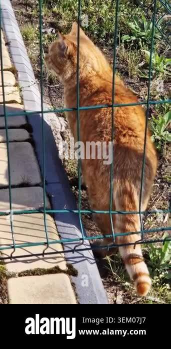A fluffy orange tabby cat stands behind a green wire fence next to a ...