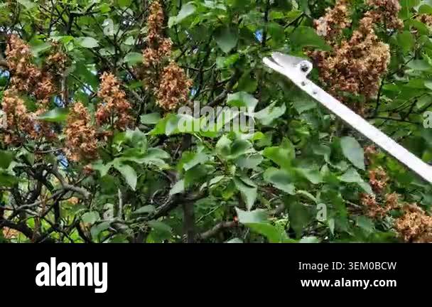 Garden secateurs (long pole secateurs) designed for pruning high ...