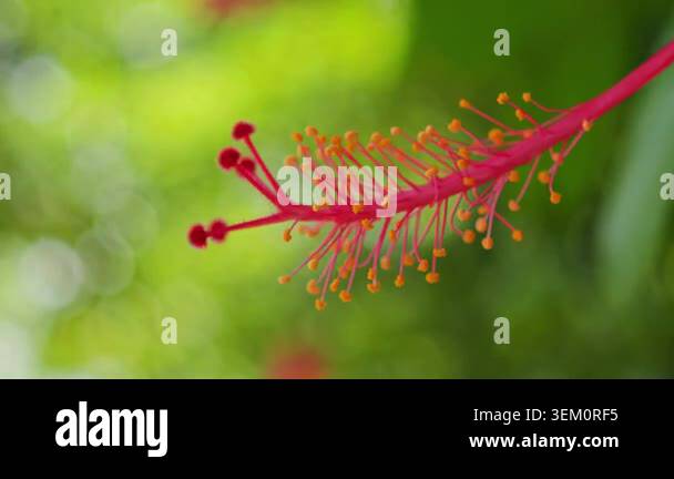 Close-up macro shot of red hibiscus flower stamen and pistil Stock ...