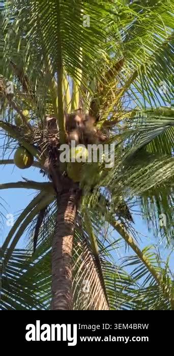 Traditional coconut harvesting in Thailand featuring a trained monkey ...