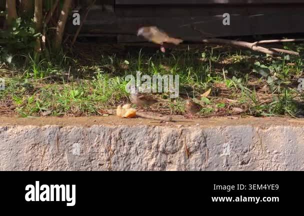 Brown house sparrow bird foraging in family group on dirt ground near ...
