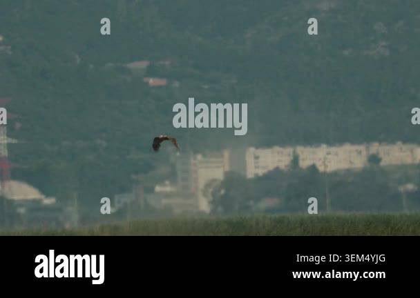 A bird flies across an open field with a city visible in the background ...