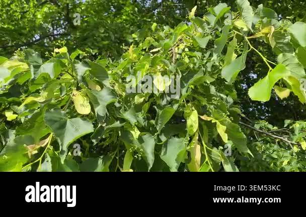 Close-up of green linden tree branches with young leaves and flower ...